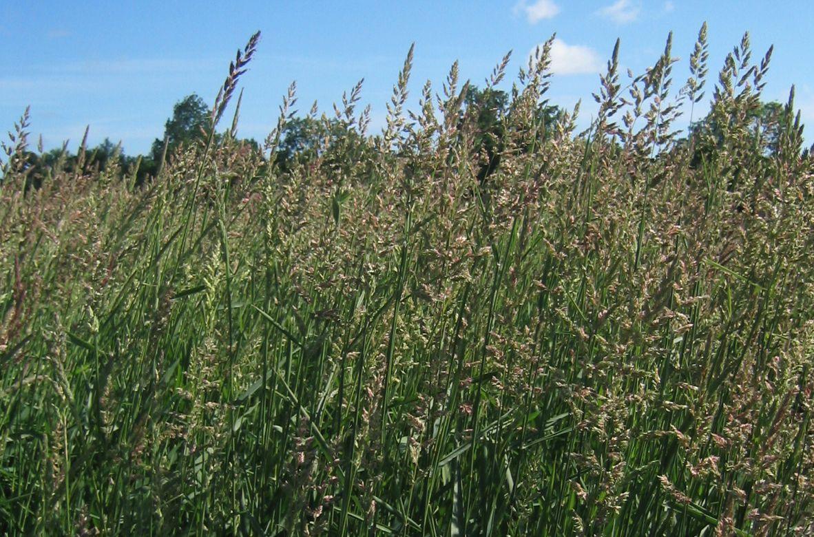 Envirocrops